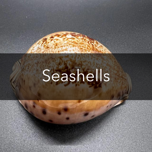 Seashells – Denis Brand