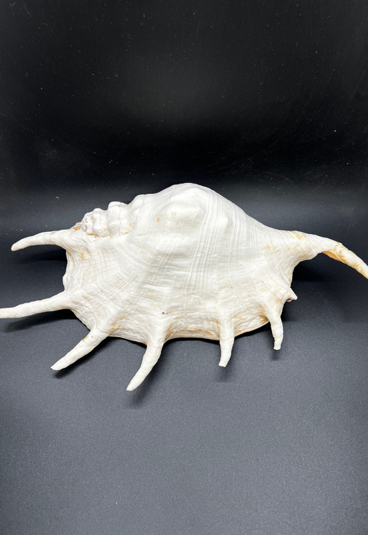 Seashells – Page 3 – Denis Brand