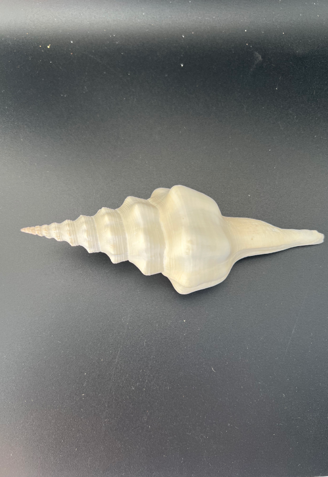 Fusinus Undatus, Philippines – Denis Brand